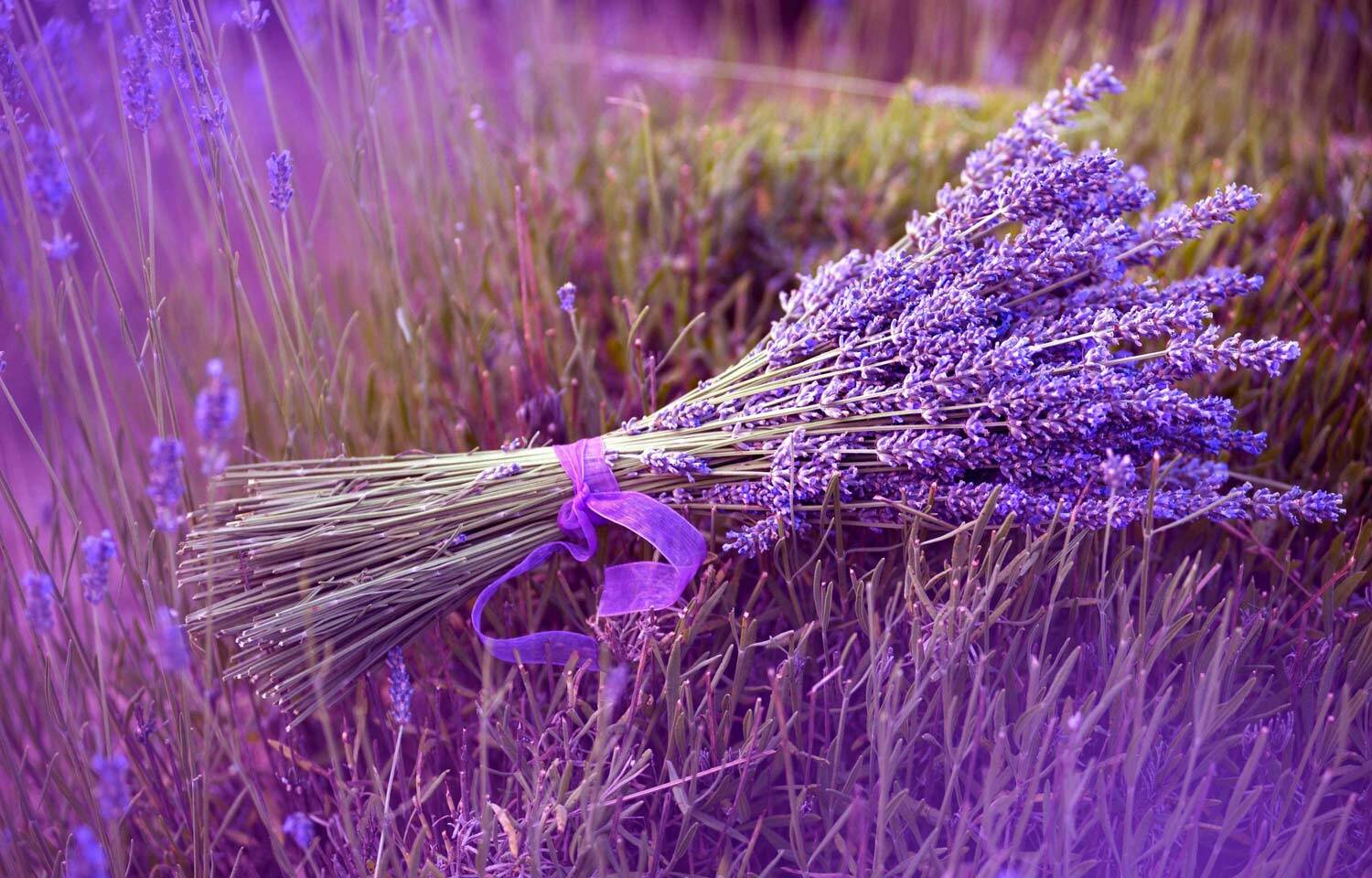 Ceaiul de Lavanda - Beneficii si Contraindicatii - Ceaiuri Naturale
