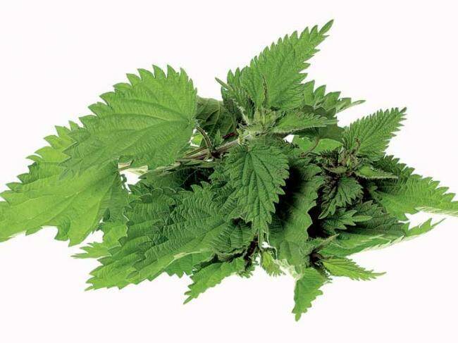 Ceaiul de Urzica - Beneficii si Contraindicatii - Ceaiuri Naturale